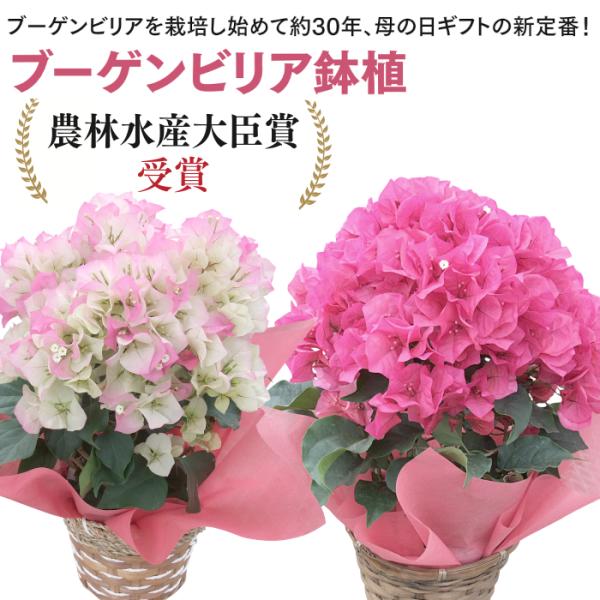 石井園芸さんのブーゲンビリアの鉢植農林水産大臣賞受賞の白とピンクのグラデーションの「クリスタルピンク」紫がかった濃いピンクで光を浴びると鮮やかになる「フレンドリー」関東以南の日当たりの良い場所なら1年に2回咲き、地植えして楽しむこともできま...