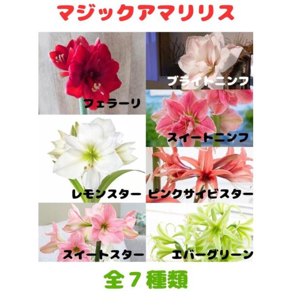 ?【数量限定】マジックアマリリス球根 全7種コンプリートセット?― 約15％OFF！ ―水も土もいらない！置くだけで咲く魔法の球根「マジックアマリリス」。その全7品種をまとめて楽しめるお得なコンプリートセットが登場です！ひとつひとつ個性的で...