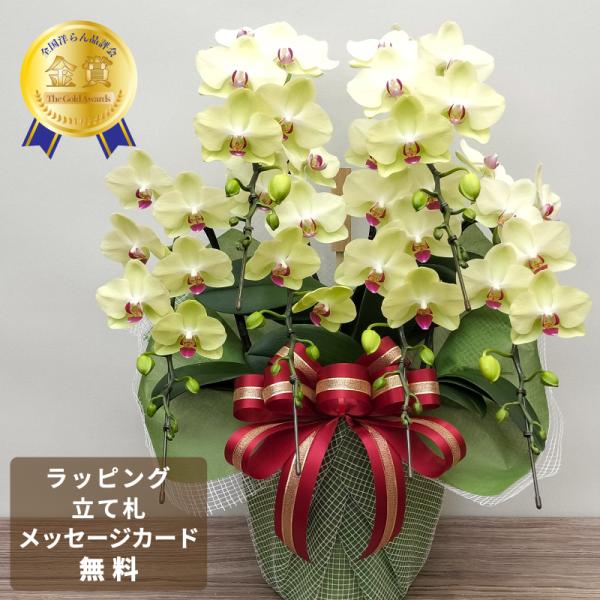 胡蝶蘭フォーチュンザルツマン6本立ち・高さ：約60cm・幅：約45cm・花一輪直径：約7.5cm※こちらの商品はご注文後にお花を手配しております。そのため、出荷までに2週間ほどお時間を頂戴しております。お急ぎのお客様、ご指定日が近いお客様は...