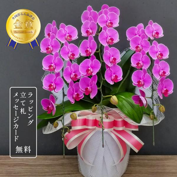 胡蝶蘭カレン3本立ち【全国洋らん品評会金賞受賞胡蝶蘭】濃いピンクの花びらが華やかで、暑さ寒さに強い種です。・ラッピング、立て札、メッセージカードを無料で対応いたします。【 送料 】一部地域を除き送料無料別途送料（北海道・九州：1,000円／...