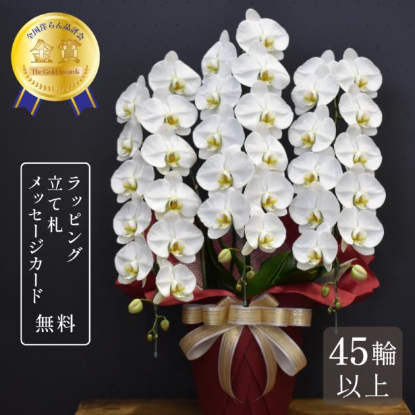 胡蝶蘭キングエクセレント3本立ち・高さ：95センチ前後・幅：52センチ前後・花弁直径：13センチ前後・輪数：45輪以上大きく豪華な胡蝶蘭を贈りたいなら「キングエクセレント」自信を持ってお勧めいたします。・ラッピング・立て札・メッセージカード...