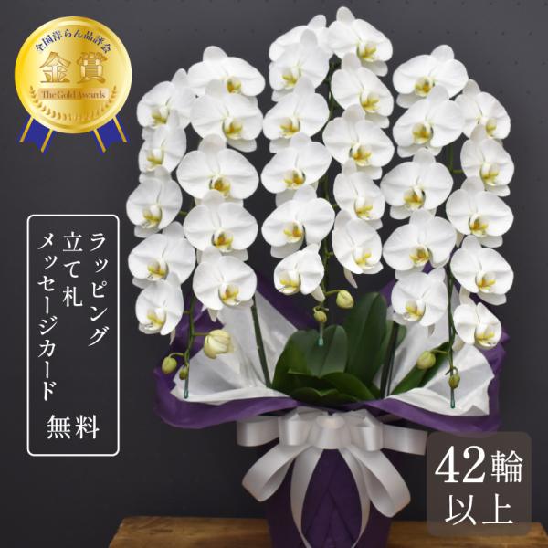 胡蝶蘭キングハイグレード3本立ち お供え用・高さ：95センチ前後・幅：52センチ前後・花弁直径：13センチ前後・輪数：42輪以上（蕾含む）ラッピング・立て札・メッセージカード 無料で対応いたします。※植物の為、形や大きさ、花数、蕾の数は商品...