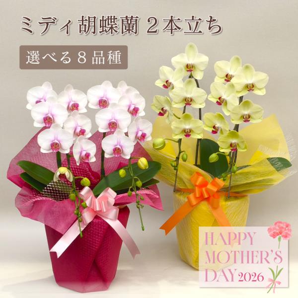母の日ギフト【ミディ胡蝶蘭2本立ち】華やかさと上品さを兼ね備えたミディサイズは、お部屋にも飾りやすく、母の日の贈り物として毎年高い人気があります。【お届け日について（必ずご確認ください）】本商品は「母の日早割対象商品」のため、お届け日は【4...
