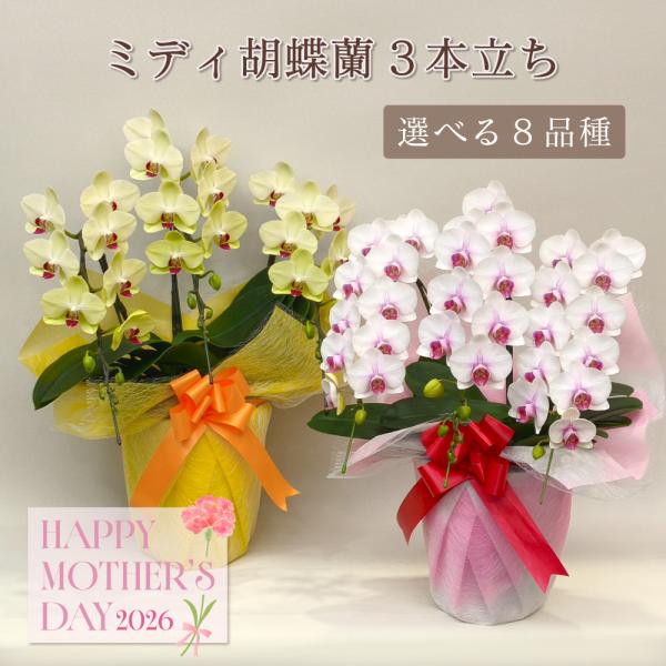 母の日ギフト【ミディ胡蝶蘭3本立ち】華やかさと上品さを兼ね備えたミディサイズは、お部屋にも飾りやすく、母の日の贈り物として毎年高い人気があります。【お届け日について（必ずご確認ください）】本商品は「母の日早割対象商品」のため、お届け日は【4...
