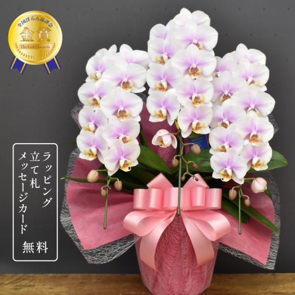 胡蝶蘭 もも姫3本立ち【サイズ】・高さ：約60cm・幅：約35cm・花弁直径：約7.5cmお祝いの場に適した胡蝶蘭です。・ラッピング、立て札、メッセージカードを無料で対応いたします。【 送料 】一部地域を除き送料無料別途送料（北海道・九州：...