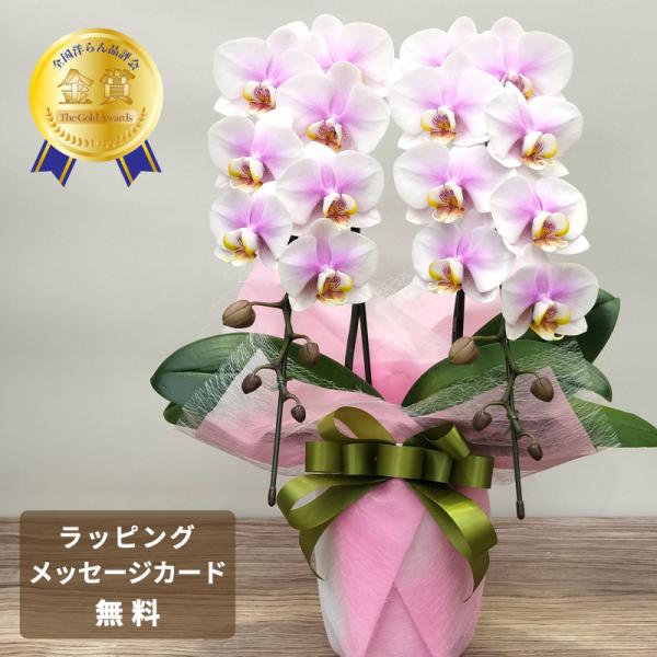 胡蝶蘭もも姫2本立ち【全国洋らん品評会金賞受賞】・高さ：50センチ・花弁直径：8センチ白花弁ピンクグラデーションの可愛らしい胡蝶蘭です。・ラッピング、メッセージカードを無料で対応いたします。【 送料 】一部地域を除き送料無料別途送料（北海道...