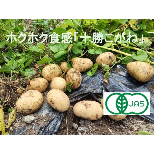 淡い黄色で、楕円型のじゃがいもです。ホクホクした食感で、煮物やポテトサラダ、フライドポテトなど色々な料理に使えます。２０００年に品種登録された新品種で、食味の良さで人気品種となっています。２０２６年６月に手作業で収穫したものです。Mサイズ（...