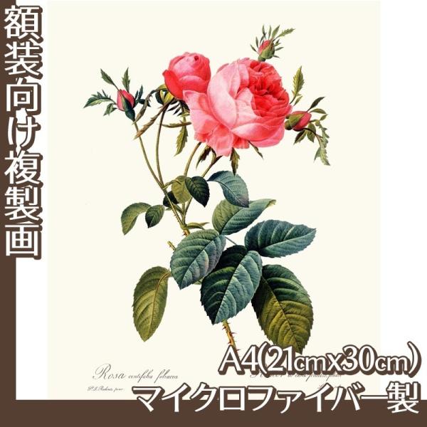 ルドゥーテ　(画像はページ下部でご確認ください。)1.「バラ図譜」の口絵　2.ガラスの花瓶の花　3.ノイバラ　4.ロサ・ケンティフォリア・フォリアケナ　5.ロサ・スルフレア　6.器に盛られたブドウ　7.ロサ・ダマスケナ・アウロラ