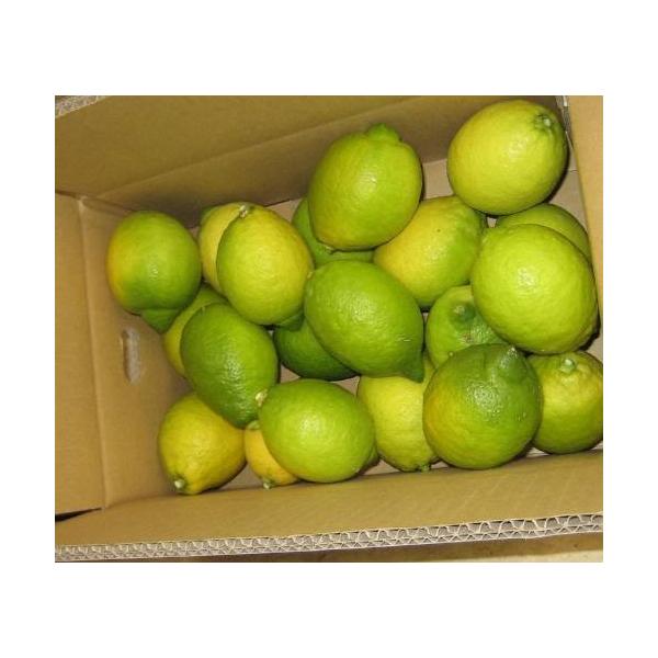 おそぐち農園のレモン見た目もきれいな「秀品」です。（少しのキズや黒点はあります）その時の大きさにもよりますが、15玉〜25玉入りです。最初（10月から12月）頃はグリーンレモンです10月末頃から11月初めに初収穫、発送できる予定です注文受付...