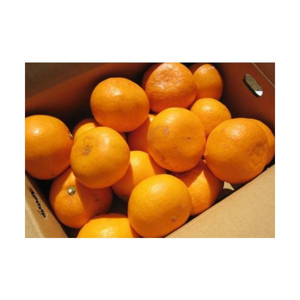 収穫量も少ないので、サイズ混合「秀品」も「家庭用」すべて混合 送料無料（東北地方は２００円、北海道は９００円、沖縄地方は1,400円別途追加をお願いしています）今シーズンの最終発送は20日頃の予定です。日指定をして頂いても早くお送りさせてい...