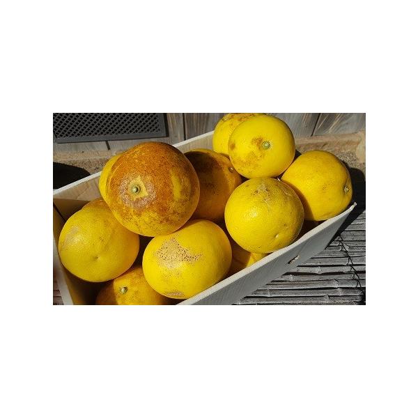 静かなブームのこの文旦は、一度食べると忘れられない味!! これからは甘みも増し、おすすめの時期です。皮に大き目のキズ、黒点があったり、小玉だったりと家庭用におすすめです。でも、外皮が厚いため果肉には影響なく、味は濃くって美味しいですよ。　サ...