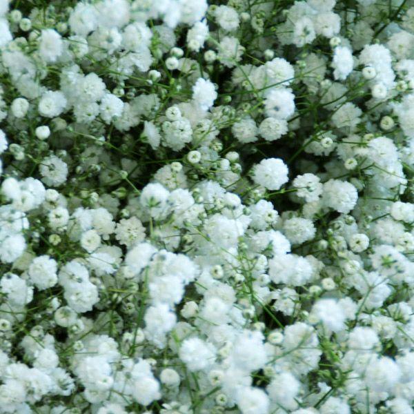 しっかりとお花を引きたて、ボリュームもアップ♪カスミ草を追加して花束を更に豪華にしませんか？【商品情報】・花束への追加オプションとなります。※単体でのご購入は出来ません。※画像はイメージです入荷状況により異なります。