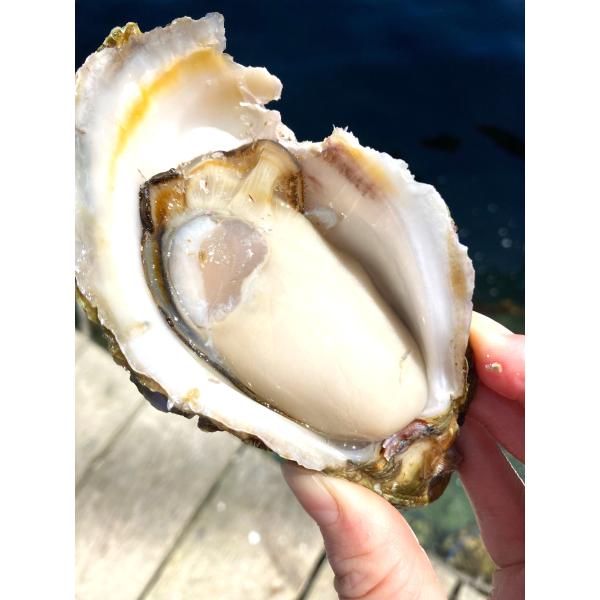 【発売日：2026年06月28日】【商品規格】  （名称）　　　　　能登産　岩牡蠣（養殖） （採取海域） 　　 　石川県七尾市西湾海域 （サイズ）　　　　　10個    (350〜500g/1個)　　　　　　　　　　　　　　　　　　　　※重...