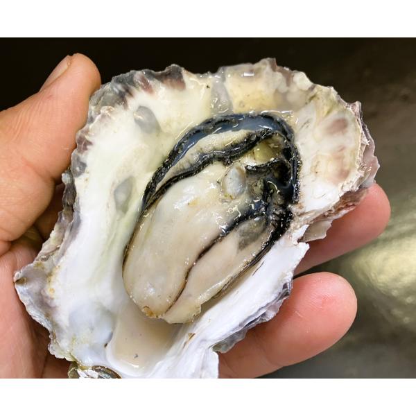 【発売日：2025年12月05日】　【商品規格】 （採取海域） 　　 　石川県七尾市西湾海域 （生食の可否）　　　加熱調理用　（消費期限） 　　　　殻付能登牡蠣　　　　発送日から4日間  (保存方法） 　　   10℃以下で保存してください...