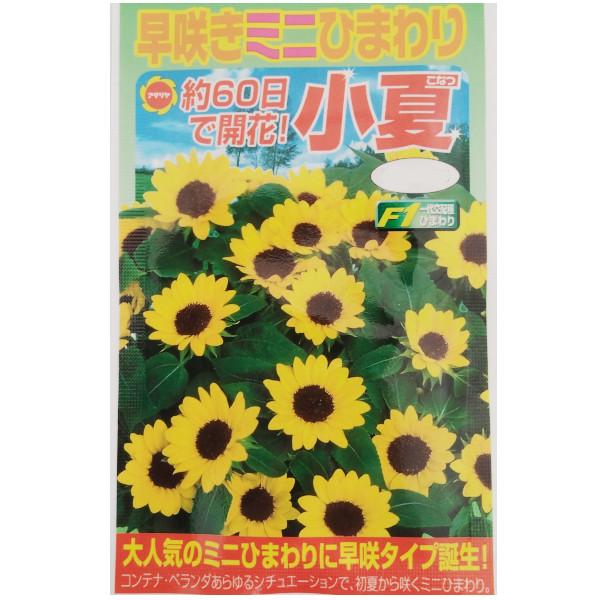 ひまわり 小夏【アタリヤ】【ネコポス発送可(10個まで/メール ひまわり 小夏【アタリヤ】【ネコポス発送可(10個まで/メール