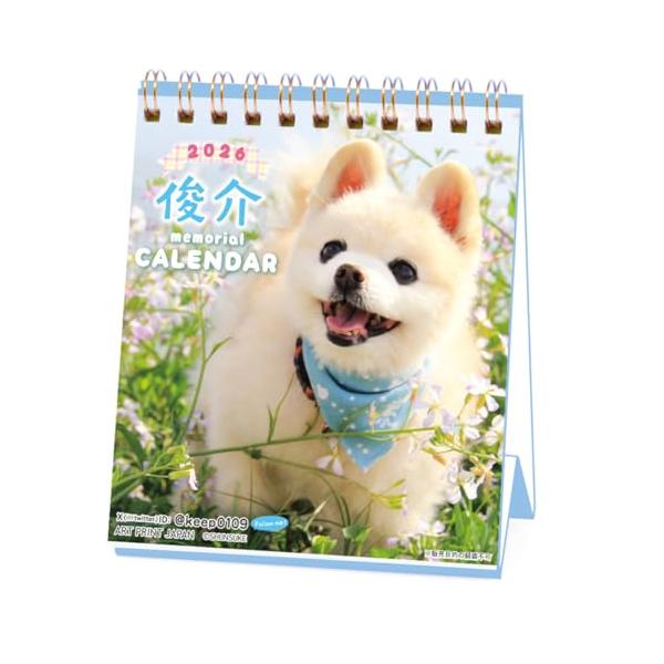 マルチカラー/-/1000136891・パッケージ個数:1・ぬいぐるみのようなかわいさが大人気の柴犬カットのポメラニアン・俊介のカレンダーです。・サイズ：129×107ｍｍ・54枚つづり・リング仕様