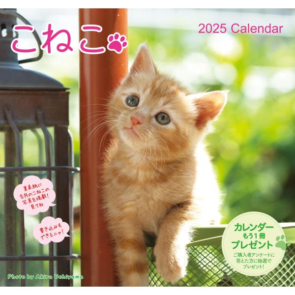 ねむったり、遊んだり、 あどけない仕草や表情が可愛いこねこの壁掛カレンダー。 ネコ好きにはたまらない、かわいい子ネコの表情に癒されます。 日付部分はゆったり予定が書き込める