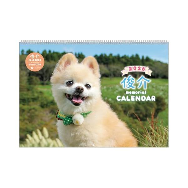 マルチカラー/-/1000136890・パッケージ個数:1・ぬいぐるみのようなかわいさが大人気の柴犬カットのポメラニアン・俊介のカレンダーです。・サイズ：257×364ｍｍ・13枚つづり・リング仕様