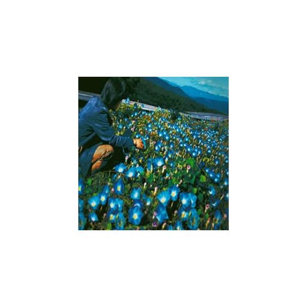 ディスク多少キズ(B)・解説あり・帯あり