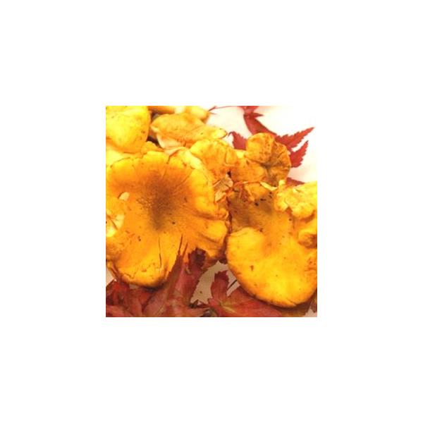 ジロール茸（杏子茸）　の特徴・ヨーロッパ三大食用きのこのひとつ・ヨーロッパの人大好きなキノコ・美しい鮮やかな卵黄色と甘い香りで和名はアンズ茸・さっと水で洗って、調理します・基本は中火で炒める・肉との相性が抜群・魚はカレイやヒラメなどに合いま...