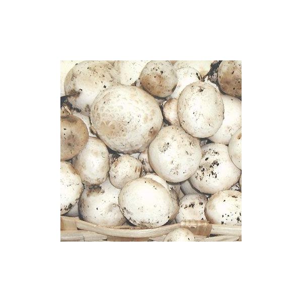 土臭いシャンピ二オンです。500gからお送りします。粒ぞろいと言うわけにはいきませんが、これが自然です。サラダ風で生食が一番とは思いますが、グリルや煮込みにも香豊にその料理を引き立てます。