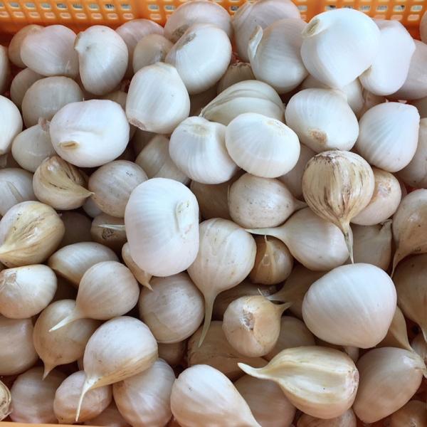 名称：有機肥料栽培ジャンボにんにく （乾燥済み）生産地：熊本県合志市 令和7年・収穫分