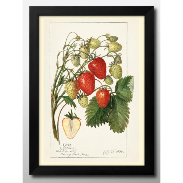 この価格で【ゆうパック】送料無料です!!　※北海道のみ速達便安心輸送で最短でお届け致します。【おまとめ割特設会場】複数枚購入予定の方は、カテゴリから探すのおまとめ割専用ページへお入り下さい。絶対お得です!!!※額 フレーム は付属していませ...