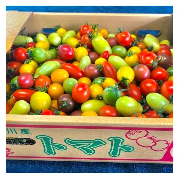 【発売日：2024年11月29日】食卓に彩りはいかがですか？その日の朝収穫した9種類のトマトの中から最低5種類をミックスしてその日に発送致します。宮崎県慣行栽培基準の化学農薬50％ＯＦＦに取り組んでいる為、お子様にも安心、安全にお召し上がり...