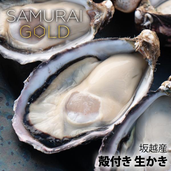 -------------------------坂越産 殻付き 牡蠣 100ヶ（サムライゴールド）-------------------------1個、1個に愛情をかけて育てました。焼き牡蠣・蒸しポン酢・牡蠣グラタンなどでお召し上がり下...