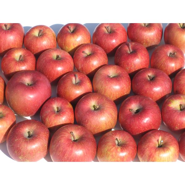 【発売日：2023年09月25日】●岩手県のりんごは、甘味酸味のバランスの良いりんごが多くなってきました。当店で選りすぐってお届け致します。