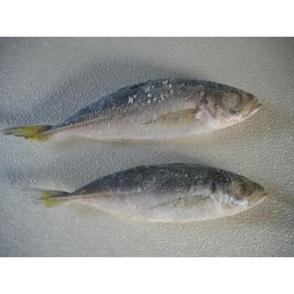 ■1袋1Ｋから賜ります肉食熱帯魚等の冷凍餌です■約7cm〜10cmですアジのサイズにより入数は違ってきます■ガー等大型熱帯魚の餌としてご利用ください■丸飲みする個体の餌としてお使い下さい■数匹がくっついて冷凍になっているのもございます■お使...
