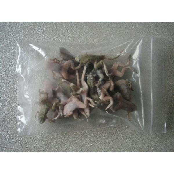 ■10匹単位から賜ります■約2cm〜3cmです　新鮮です　サイズはおおよそです　冷凍状態によりサイズが縮む場合があります■商品どうしはくっつかない様に注意して冷凍していますが荷造り時等　空気に触れる場合が有り移動中にくっついてしまう場合が有...