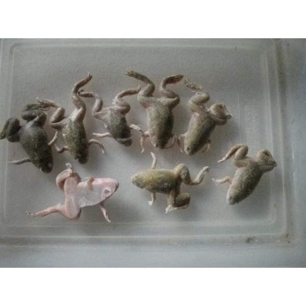 ■10匹単位から賜ります■サイズ約3cm〜4cmです　新鮮です　サイズおおよそです　冷凍時にサイズ縮む場合がございます■体の幅がかなり有る個体もございます　ご理解ください　■商品どうしはくっつかない様に注意して冷凍していますが荷造り時　また...