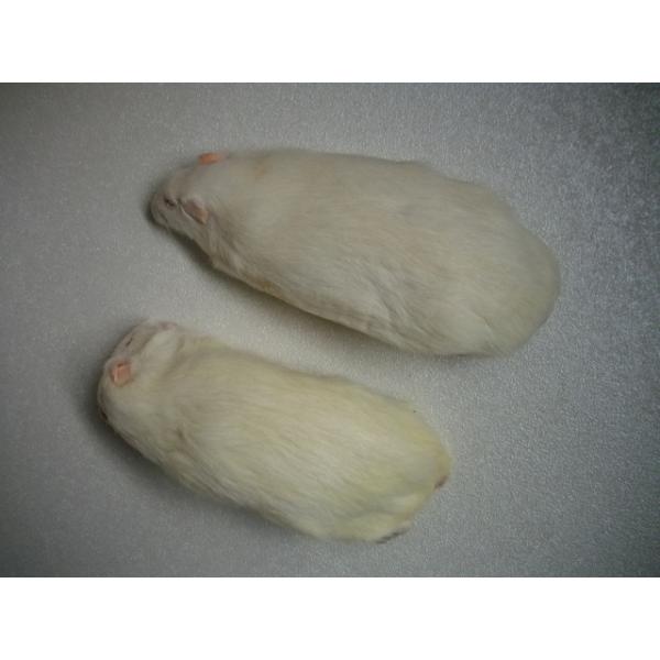 ■1匹単位から賜ります手数料■別途冷凍手数料ご負担ください■爬虫類、猛禽類等の冷凍餌です■約500グラムです■解凍におきましては、約40℃の、ぬるま湯約1リットルに食塩約40グラムを入れると　よりいっそう解凍時間の肉の品質維持、煮える等に効...