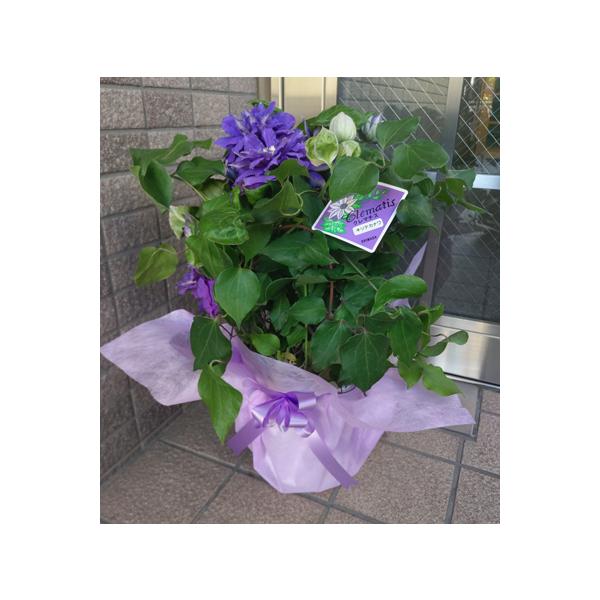 全体の高さ５０センチ：６号鉢八重咲き大輪系で紫色が見ごたえあり。薔薇咲き大輪で、茎や葉も太く大きく、ボリュームがあります。花言葉の「高潔」「美しい心」が示す通りミステリアスで高貴なクレマチスです。