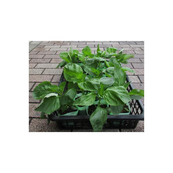 3.5号ポット：1ポットの単価です。送料950円：２０ポットまで同梱できます。多くの料理や薬味に使われ、独特の香りが食欲をそそるハーブの花苗です。一度育つとたくさんの葉が茂り、収穫してもわき芽から次々と葉が生えてきて大きくなればお花が咲きます。