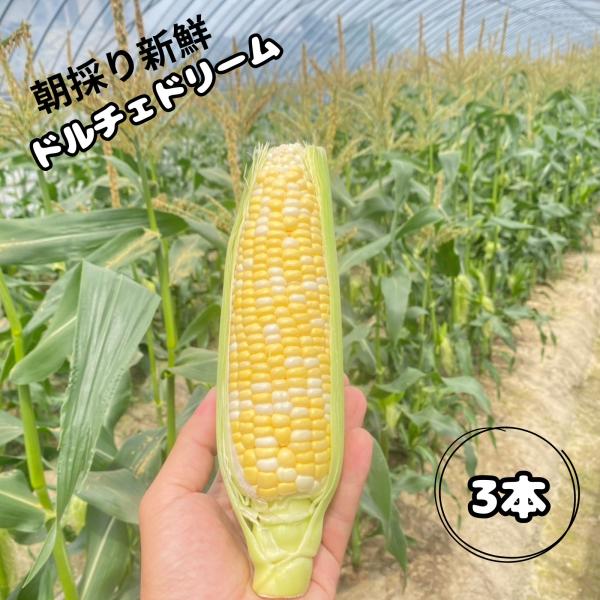 【発売日：2026年05月08日】朝採りのとうもろこし「ドルチェドリーム」を新鮮なままお届けいたします。粒皮が柔らかい為、生でも食べれるほど甘いのが特徴です。フルーツのような味わいをお楽しみいただけます。■ドルチェドリーム　内容量：3本　　...