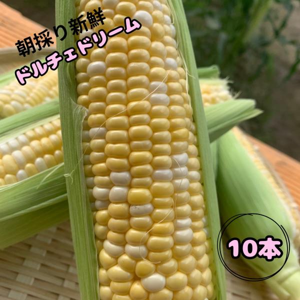 【発売日：2026年05月01日】朝採りのとうもろこし「ドルチェドリーム」を新鮮なままお届けいたします。粒皮が柔らかい為、生でも食べれるほど甘いのが特徴です。フルーツのような味わいをお楽しみいただけます。■ドルチェドリーム内容量：１０本　　...