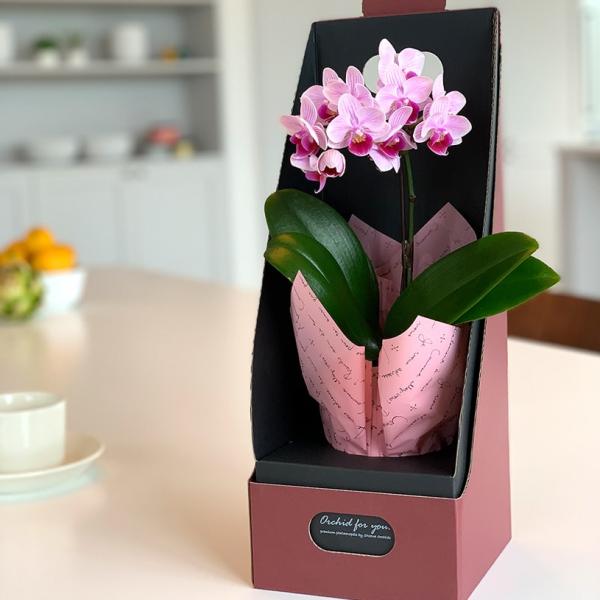 プレゼントに最適なBOX入りマイクロ胡蝶蘭です。小さいサイズなので飾りやすい！花材：マイクロ胡蝶蘭1本立ち花の色：ピンク系鉢：陶器鉢　ホワイトBOX：ピンクモス・ワインレッドからお選びくださいサイズ：幅 約15cm・高さ 約25cm(BOX...