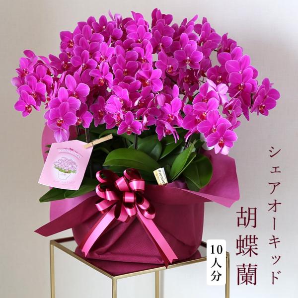 ☆イエロー系：shi_012_ye、ミックス：shi_012_mixは欠品中です。1鉢ずつシェアできる新しいスタイルのミディ胡蝶蘭です。花材：ミディ胡蝶蘭10本立ち(10鉢)花の色：ホワイト・ライトピンク・ビビットピンク・イエロー系・ミック...