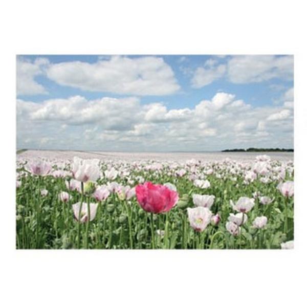 L: 6in(15cm)。W: 4インチ(約10.2cm)。花のモチーフ。封筒付き。セロハン包装。