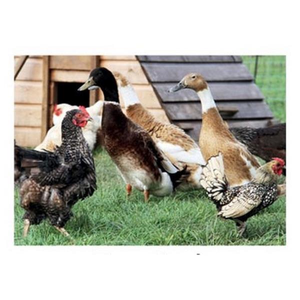 L: 6in(15cm)。W: 4インチ(約10.2cm)。デザイン: アヒル。封筒付き。セロハン包装。