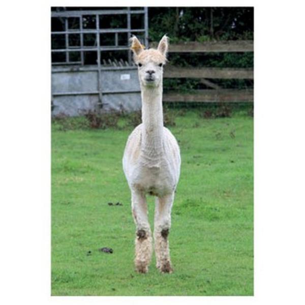 素材: カード。L: 6in(15cm)。W: 4インチ(約10.2cm)。デザイン: アルパカ。封筒付き。セロハン包装。