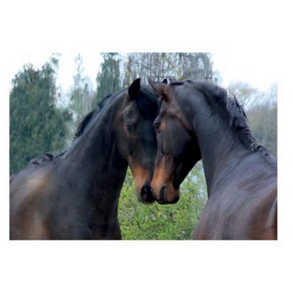 素材: カード。デザイン: 馬。封筒付き。セロハン包装。