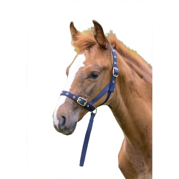 留め具: 調節可能、バックル、アイレット。素材テクノロジー: 耐久性。子馬向け。グラブストラップ。素材: ナイロン、ポリプロピレン、ウェビング。