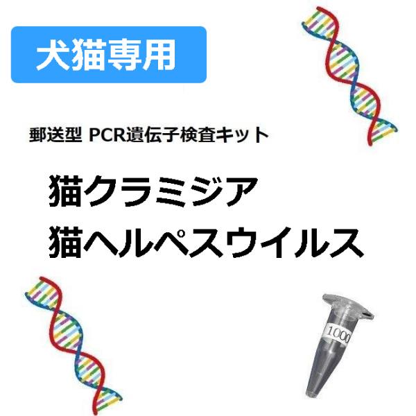 高感度なリアルタイム式PCR遺伝子検査を自宅で簡単に受けられる検査キットです対象ウイルス　猫クラミジア+猫ヘルペスウイルス検体採取　鼻水、涙、歯肉部のいずれかを綿棒で拭ったもの検査日数　標準7〜10日(当研究所で受領後)オプションで猫ヘルペ...