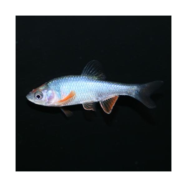 【商品名】「熱帯魚」レッドホースミノー（Ｌ）（オス） (4cm)「観賞魚」「アクアリウム」【種類】コイの仲間【産地】台湾【内容数】1【サイズ】4cm程度【最大サイズ】6cm程度【水質】弱酸性〜中性【遊泳層】中層【混泳】可能【生体情報】画像は...