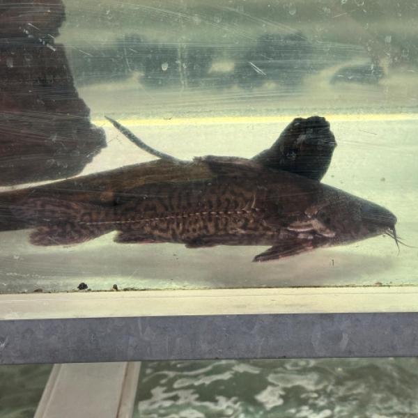 【商品名】サンフランシスコドラス（リオ　サンフランシスコ）　【種類】ナマズ【産地】ブラジル【内容数】1【サイズ】31-32cm程度【最大サイズ】60ｃｍ程度【水質】弱酸性〜中性【遊泳層】底層【混泳】注意が必要【生体情報】画像はサンプルとなり...