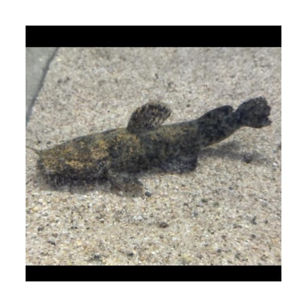 【商品名】オレモンキャット（サンフランシスコ）（ML)【種類】ナマズ【産地】ブラジル【内容数】1【サイズ】19-22cm程度【最大サイズ】60-80ｃｍ程度【水質】弱酸性【遊泳層】底層【混泳】不可【生体情報】画像はサンプルとなります。撮影時...