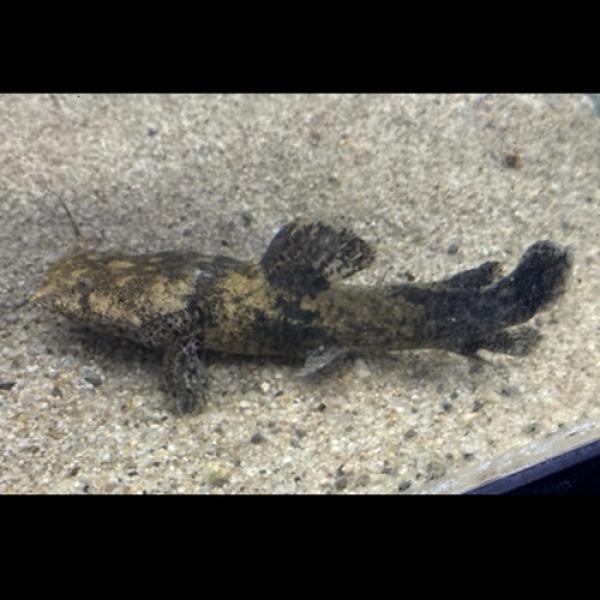 【商品名】オレモンキャット（サンフランシスコ）（ML）※尾ヒレ難あり【種類】ナマズ【産地】ブラジル【内容数】1【サイズ】19-22cm程度【最大サイズ】60-80ｃｍ程度【水質】弱酸性【遊泳層】底層【混泳】不可【生体情報】画像はサンプルとな...